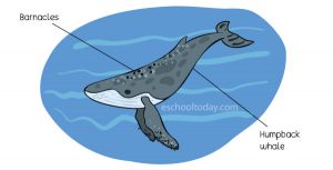 What is Commensalism? – Eschooltoday