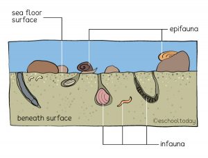 What is Benthos? – Eschooltoday