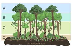 Layers of a forest – Eschooltoday