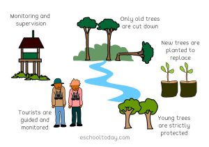 What is forestry? – Eschooltoday