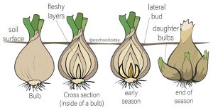 Bulbs in vegetative propagation – Eschooltoday