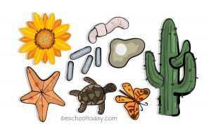 What is Asexual Reproduction? – Eschooltoday