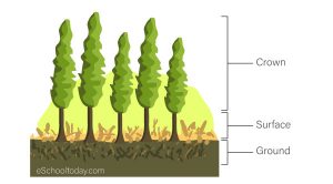 What is a wildfire? – Eschooltoday