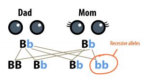What is Genetic Inheritance?