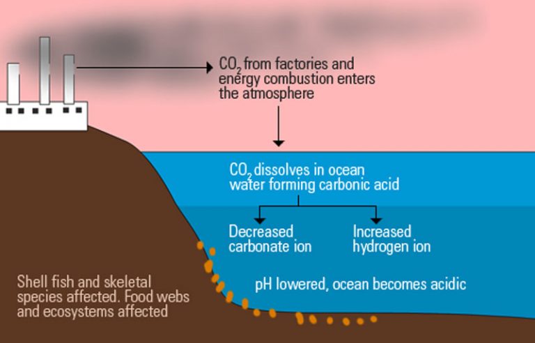 What is causing the ocean to become more acidic? – Eschooltoday